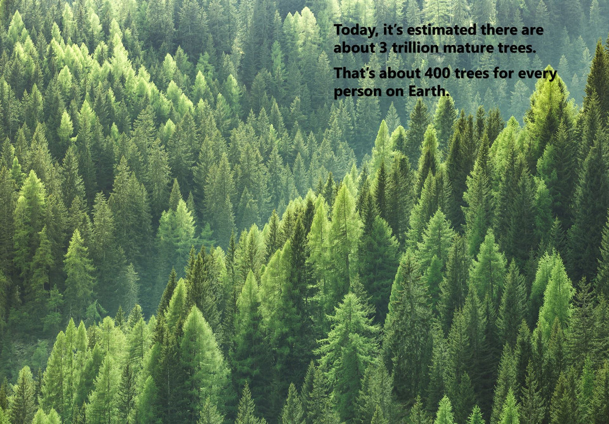The Complete Guide to Trees for Kids – Math Thrills